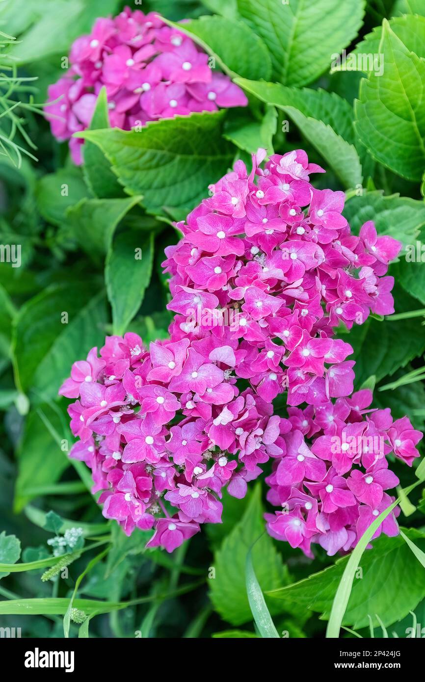 Hydrangea arborescens or wild hydrangea in the garden design Stock ...
