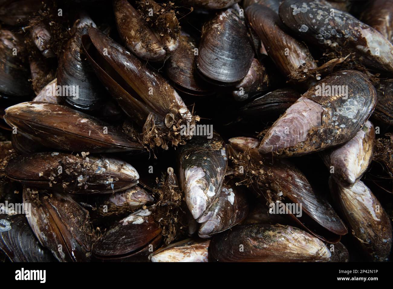 Mussel with byssal threads hi-res stock photography and images - Alamy