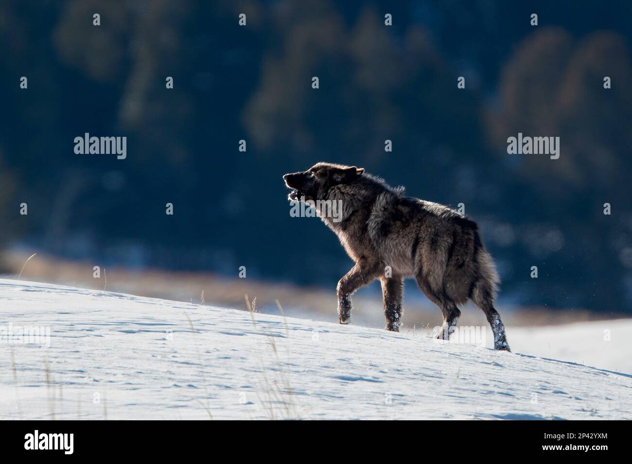 Wild Gray Wolf (Black phase) Howling in Yellowstone National Park Stock ...