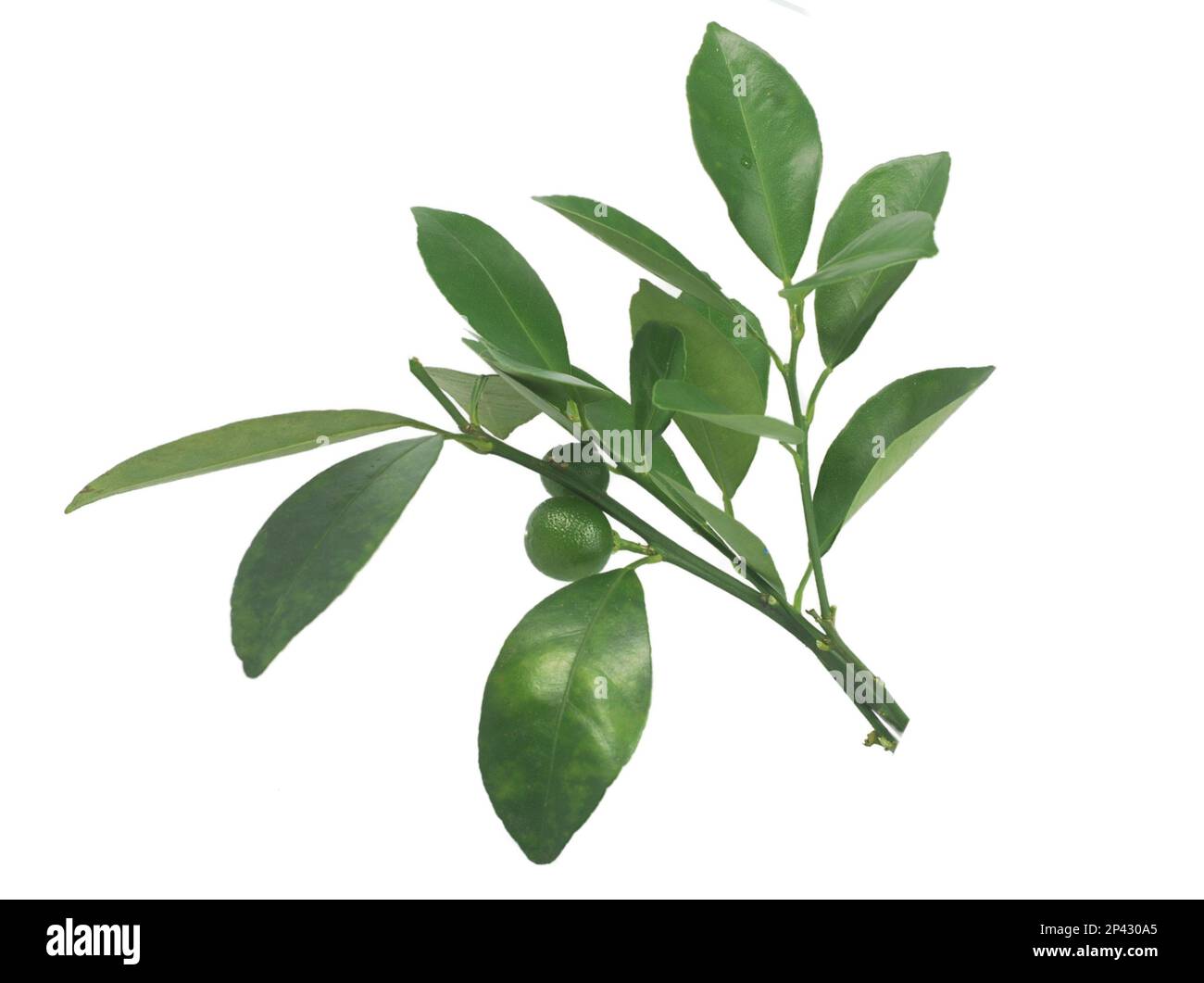 Lime leaf with flower isolated on white background Stock Photo - Alamy