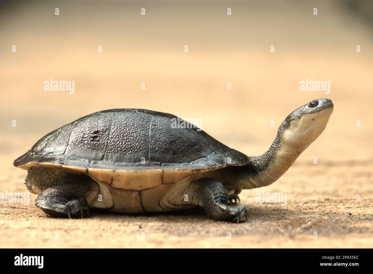 A rare and threatened species of freshwater turtle, the critically ...