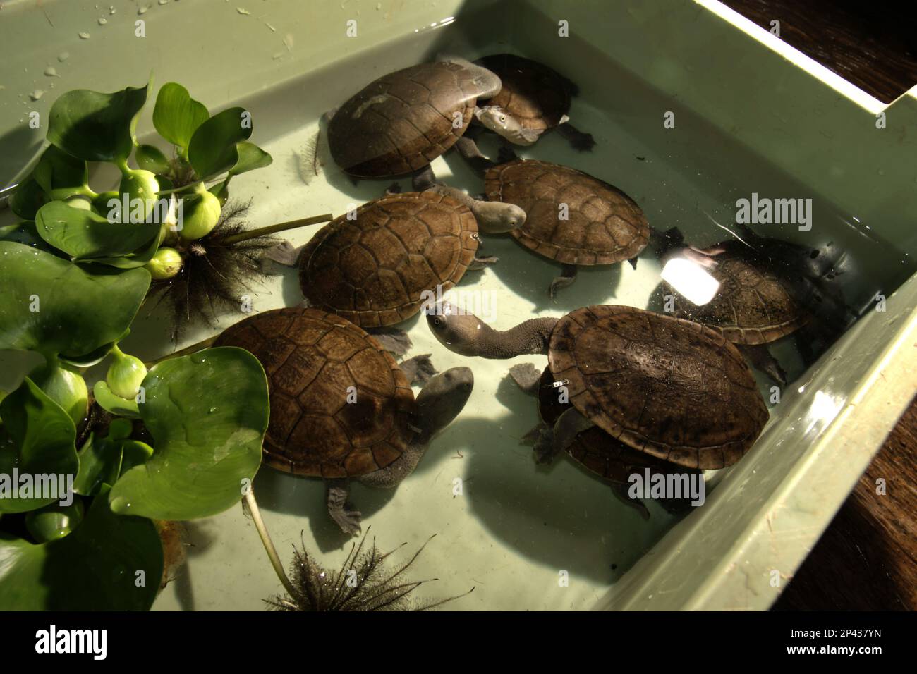Freshwater turtles that are threatened by extinction risk (critically ...