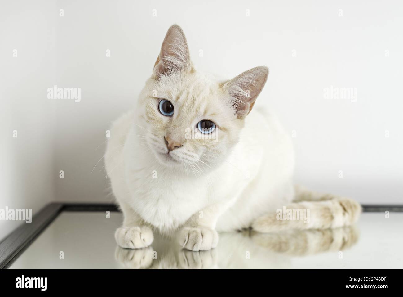 Cute white cat looking curiously at the photographer Stock Photo - Alamy