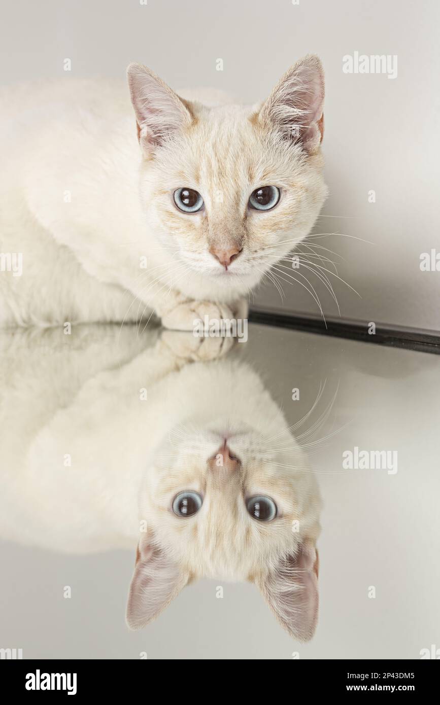 Cute white cat looking towards the camera with its big blue eyes on a ...