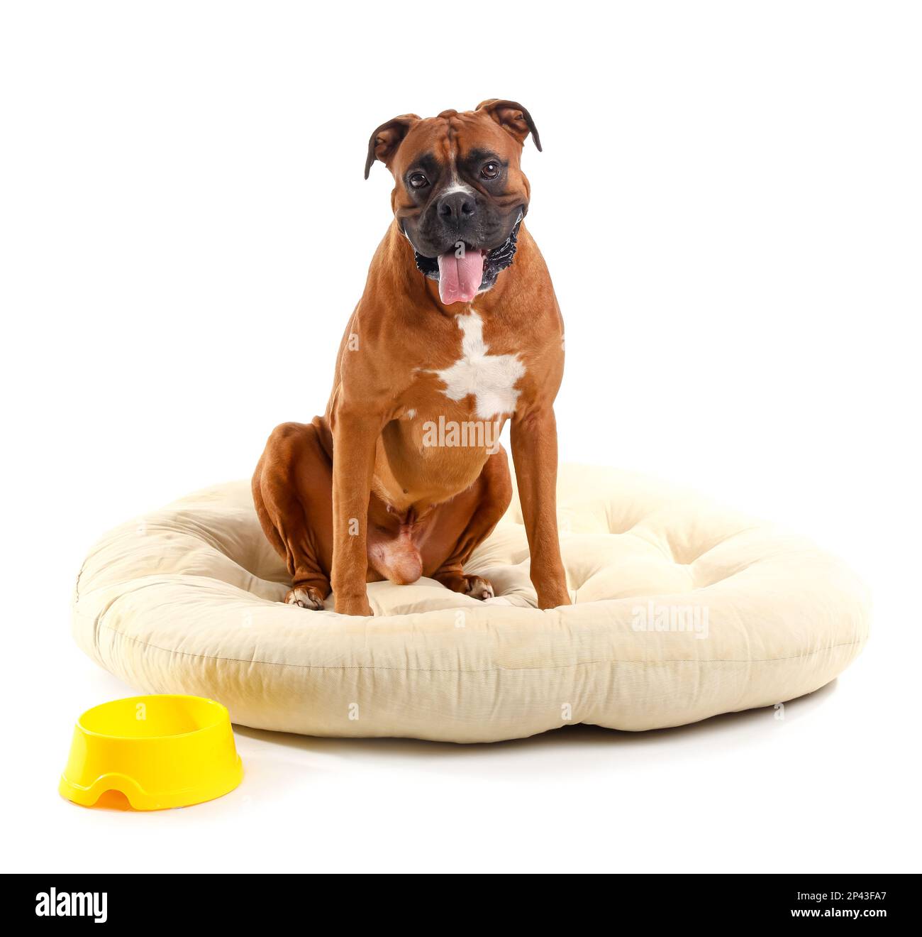 Boxer dog with bowl sitting in pet bed on white background Stock Photo ...