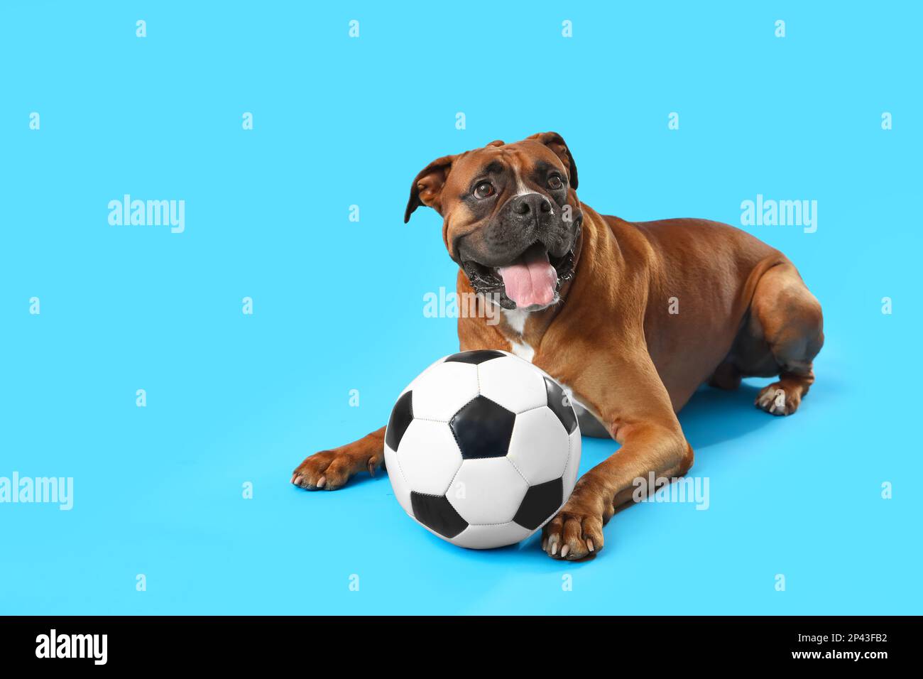 Boxer dog with soccer ball lying on blue background Stock Photo - Alamy