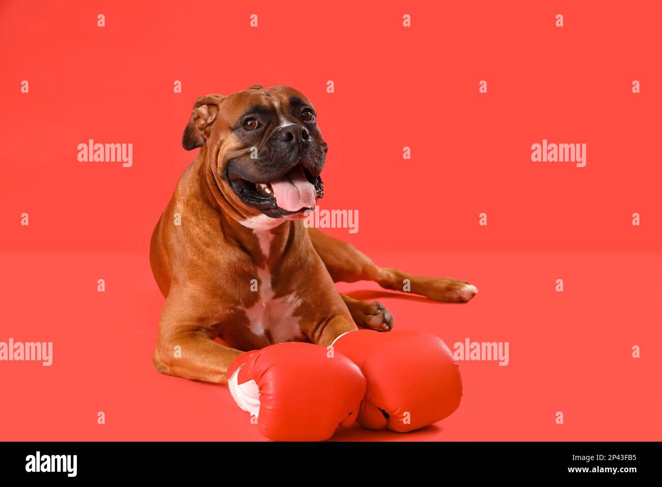Boxer dog with boxing gloves lying on red background Stock Photo - Alamy