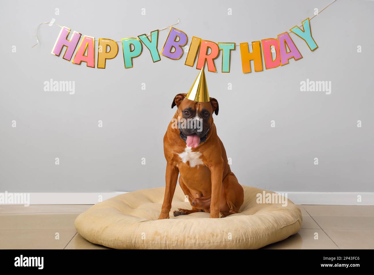 Boxer dog with party hat and text HAPPY BIRTHDAY on light wall Stock ...