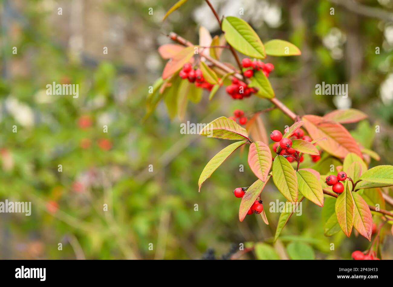 Plant branches with red berries outdoors, closeup Stock Photo - Alamy