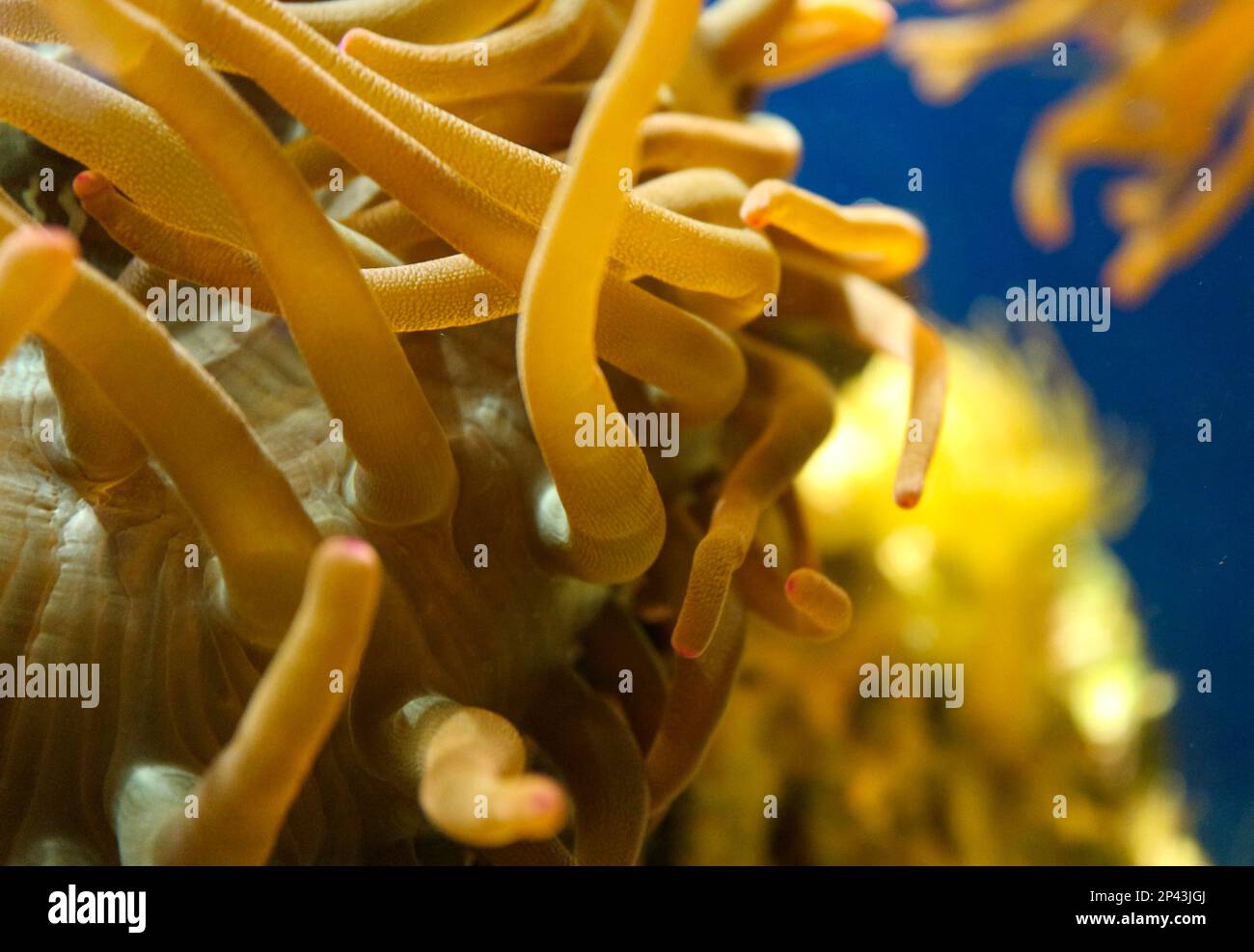 A close up of yellow sea anemone Stock Photo - Alamy