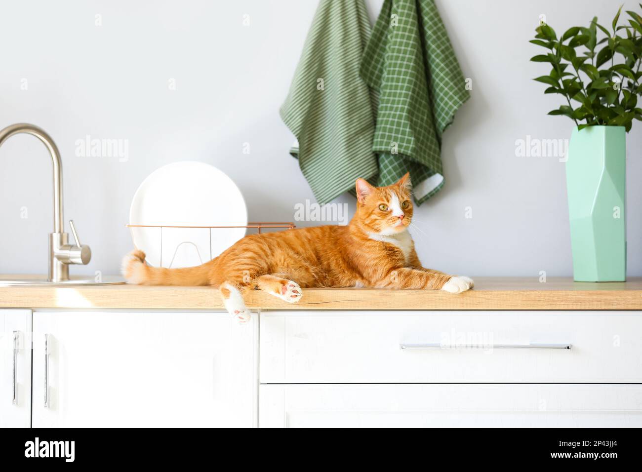Ginger cat lying in kitchen hi-res stock photography and images - Alamy