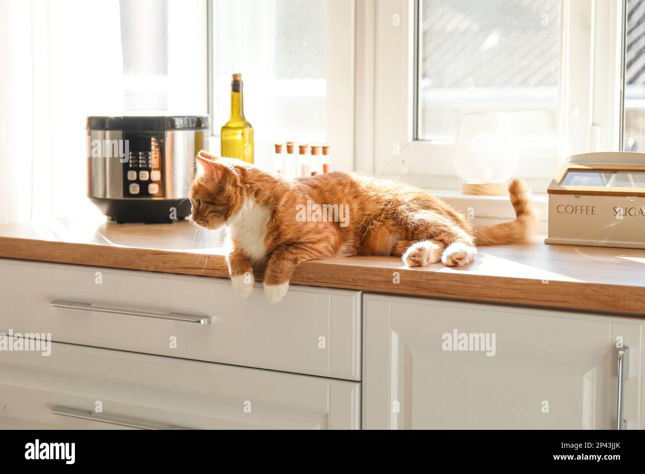 Ginger cat lying in kitchen hi-res stock photography and images - Alamy