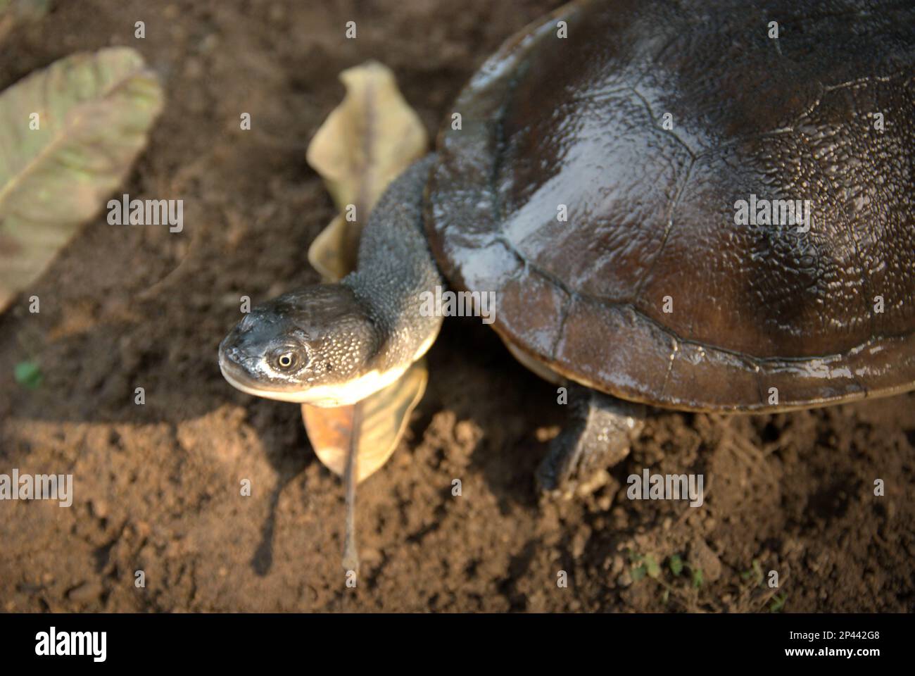 A rare and threatened species of freshwater turtle, the critically ...