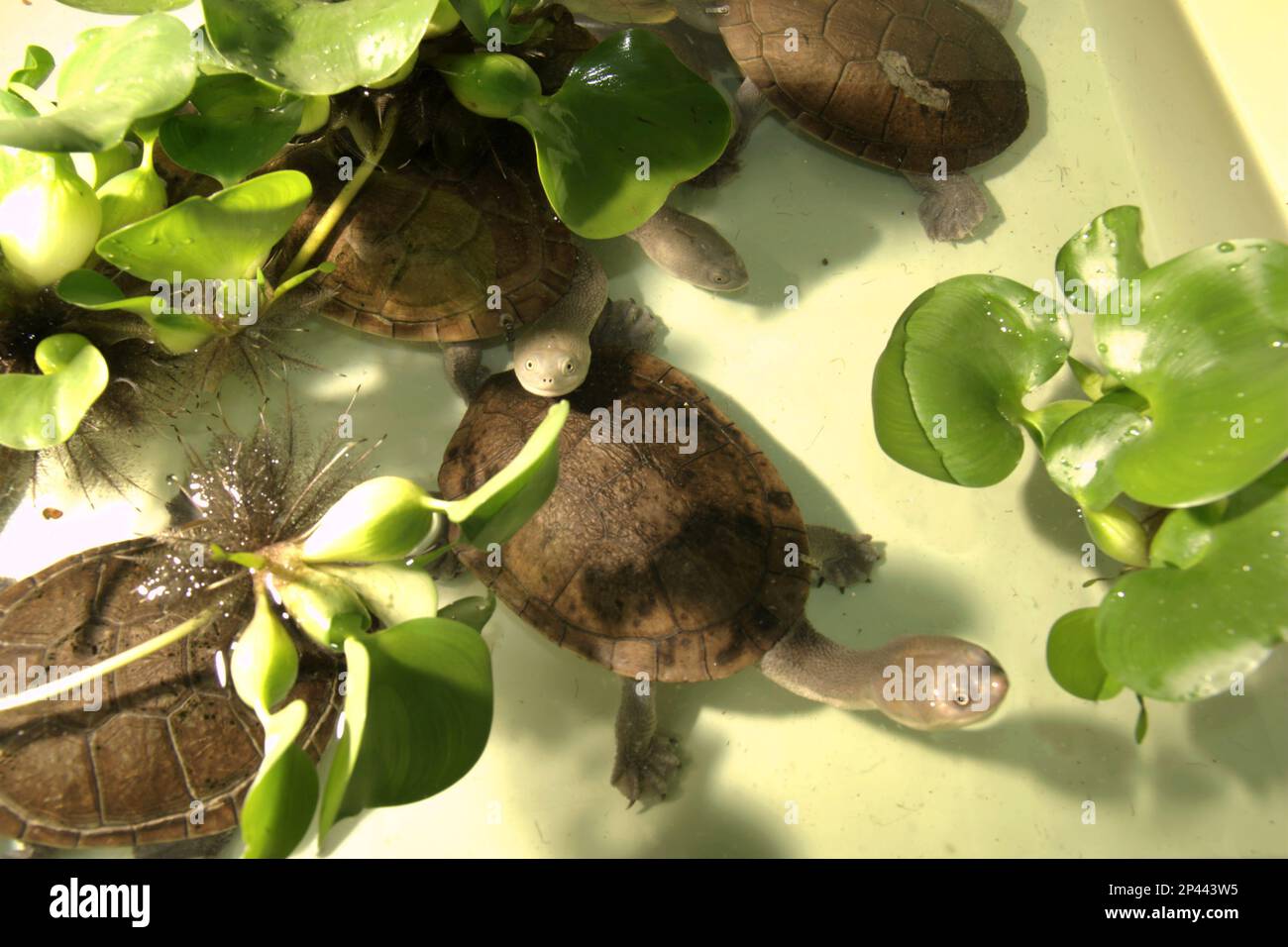 Freshwater turtles that are threatened by extinction risk (critically ...