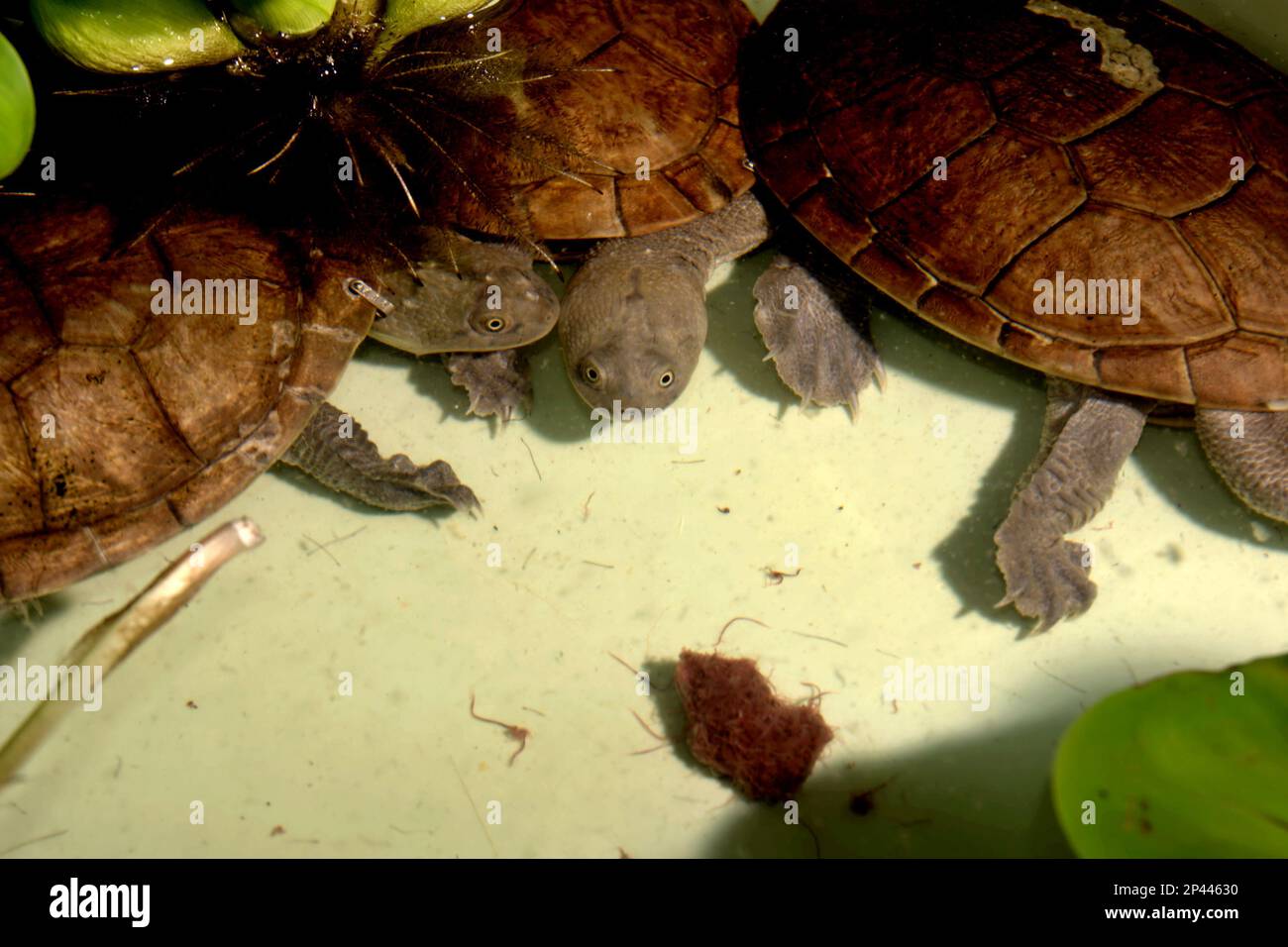 Freshwater turtles that are threatened by extinction risk (critically ...
