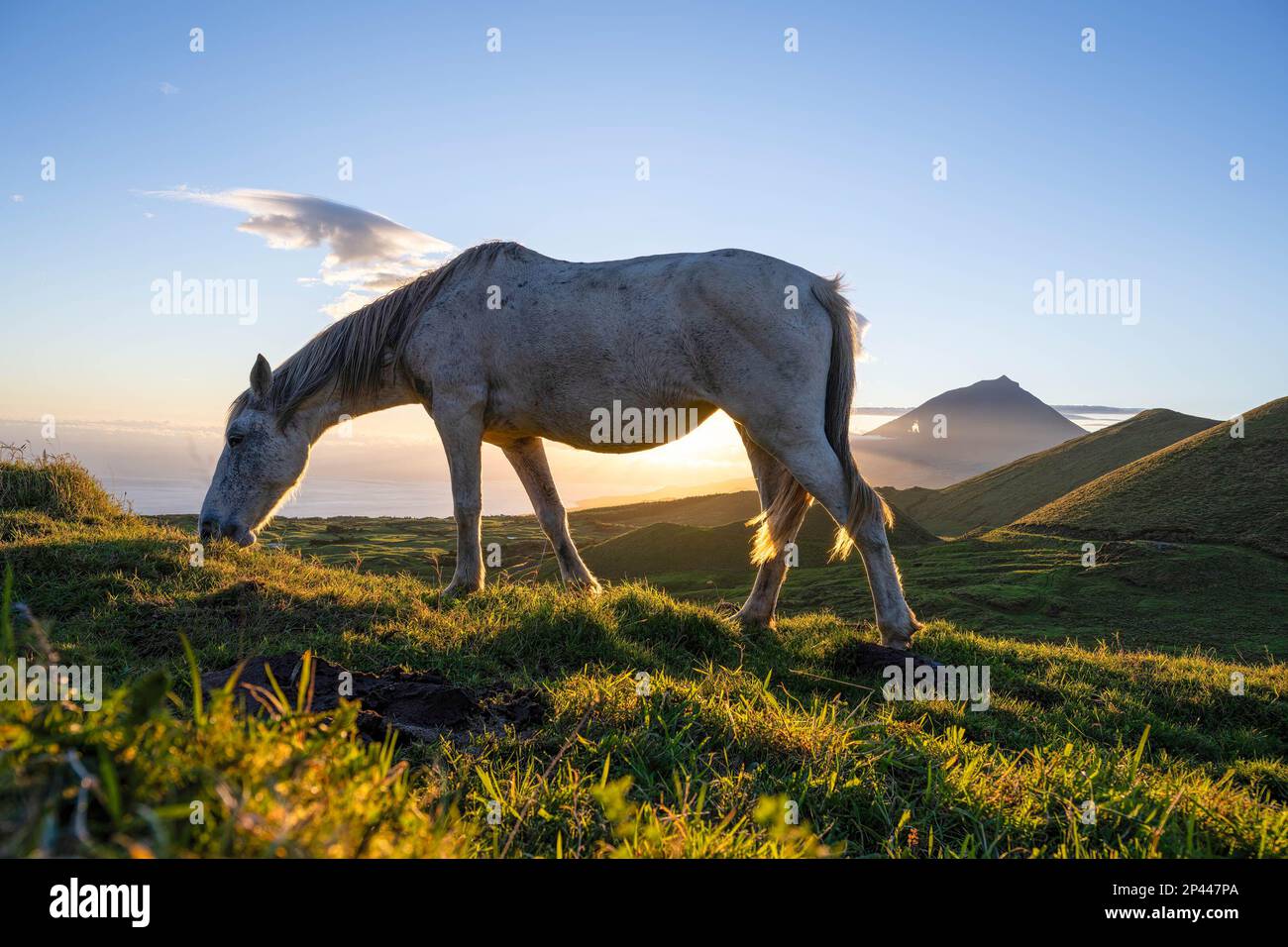 A horse seen with the Pico mountain in the background during the sunset ...