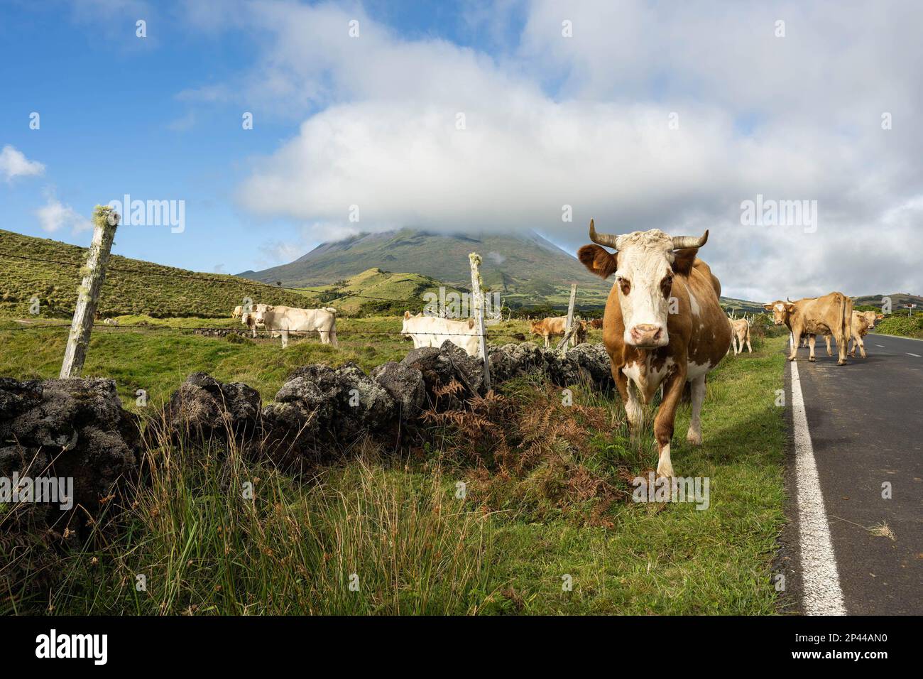 A herd of cows seen with the Pico mountain in the background, in the ...