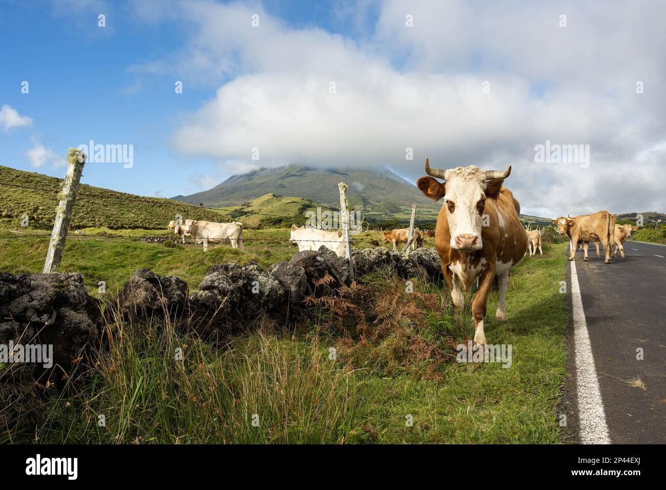 Pico Island, Azores, Portugal. 10th Oct, 2022. A herd of cows seen with ...