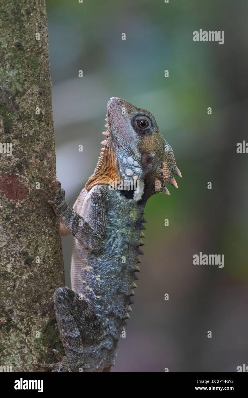 Close up of a Boyd's forest Dragon (Hypsilurus boydii) climbing up a ...