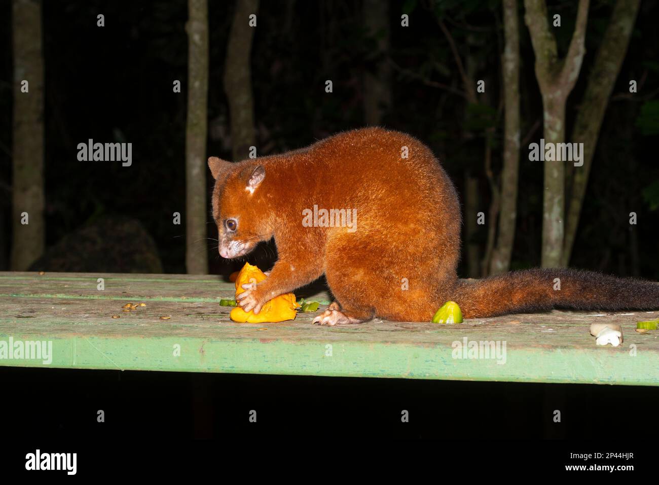 Common Brushtail Possum (Trichosurus vulpecula) eating at a feeding ...