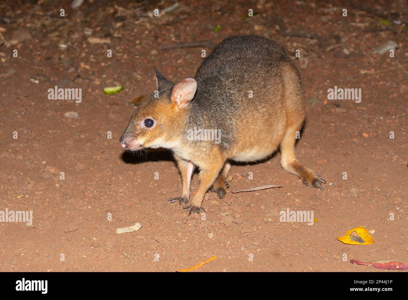Red-legged Pademelon (Thylogale stigmatica) foraging on the ground in ...