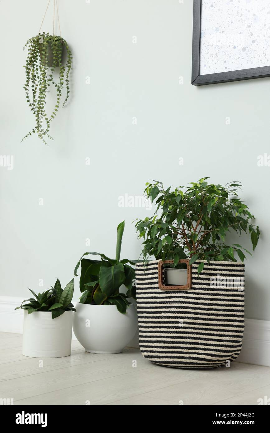 Indoor Plants Tumblr