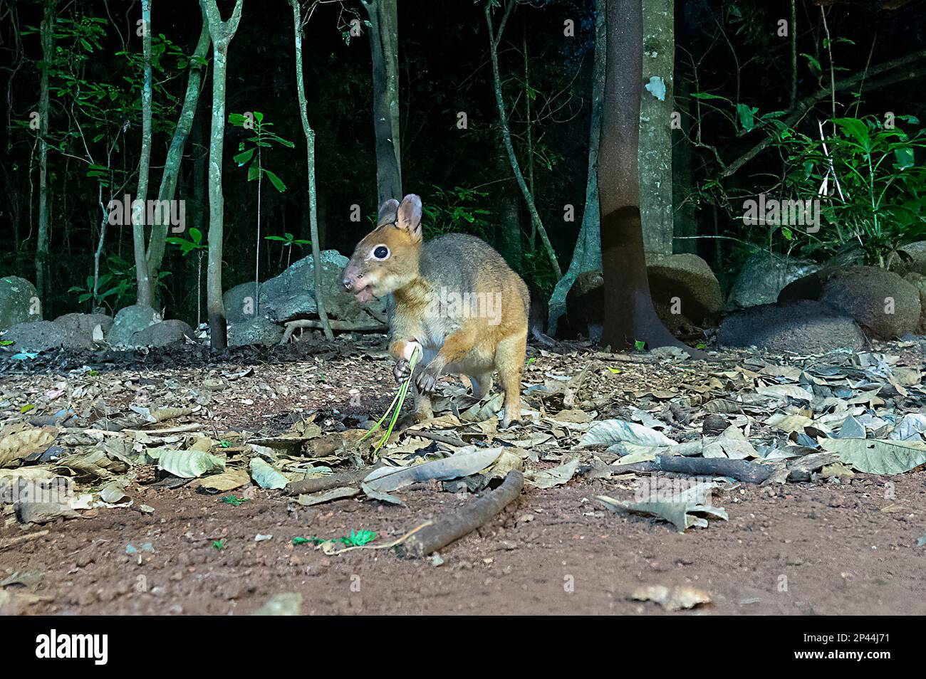 Red-legged Pademelon (Thylogale stigmatica) foraging on the ground in ...