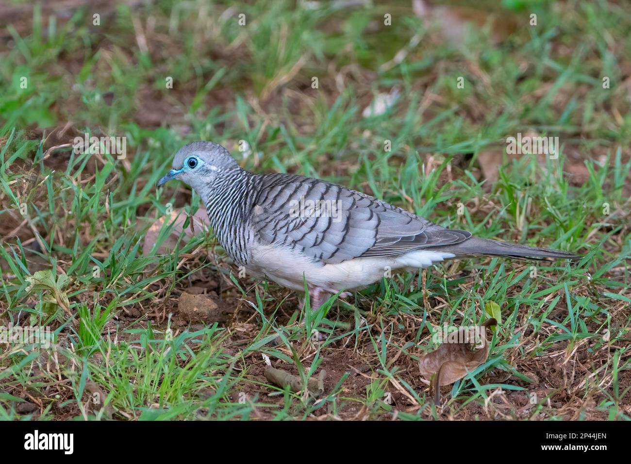 Peaceful Dove (Geopelia striata) on the ground, Atherton Tablelands ...