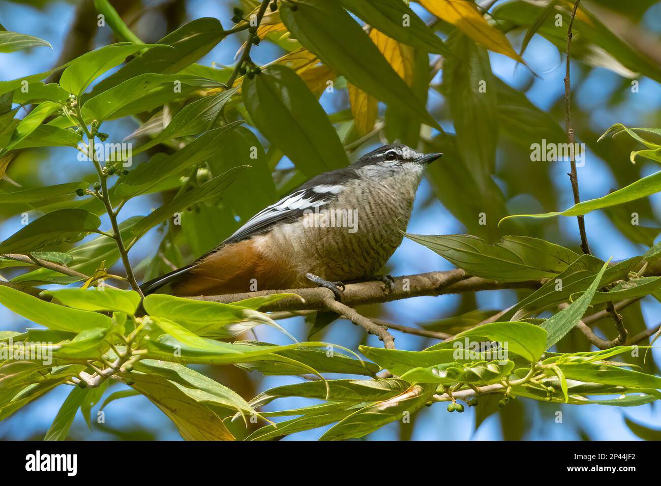Varied Triller (Lalage leucomela) perched in a tree in the rainforest ...