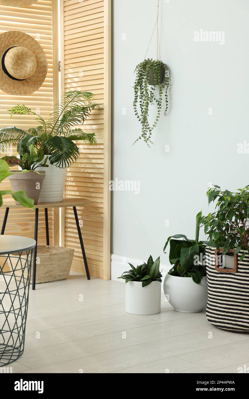 Many beautiful houseplants in room. Interior design Stock Photo - Alamy