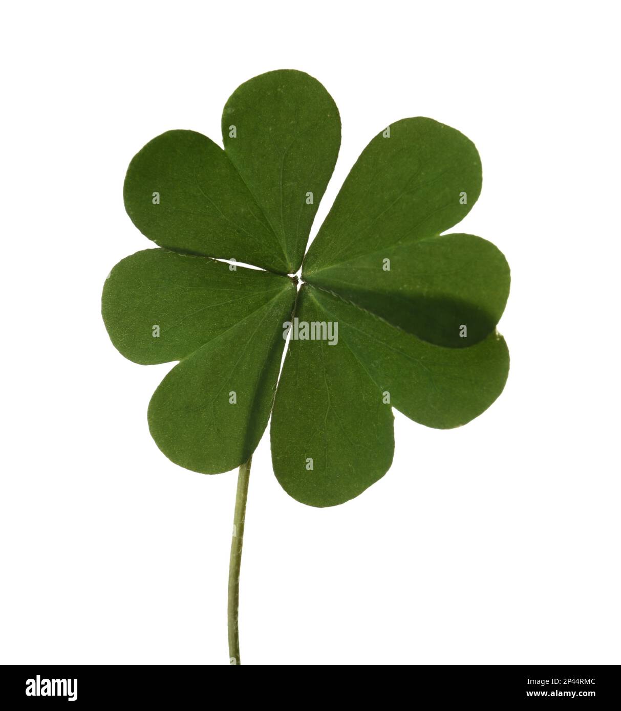Green four leaf clover isolated on white Stock Photo - Alamy