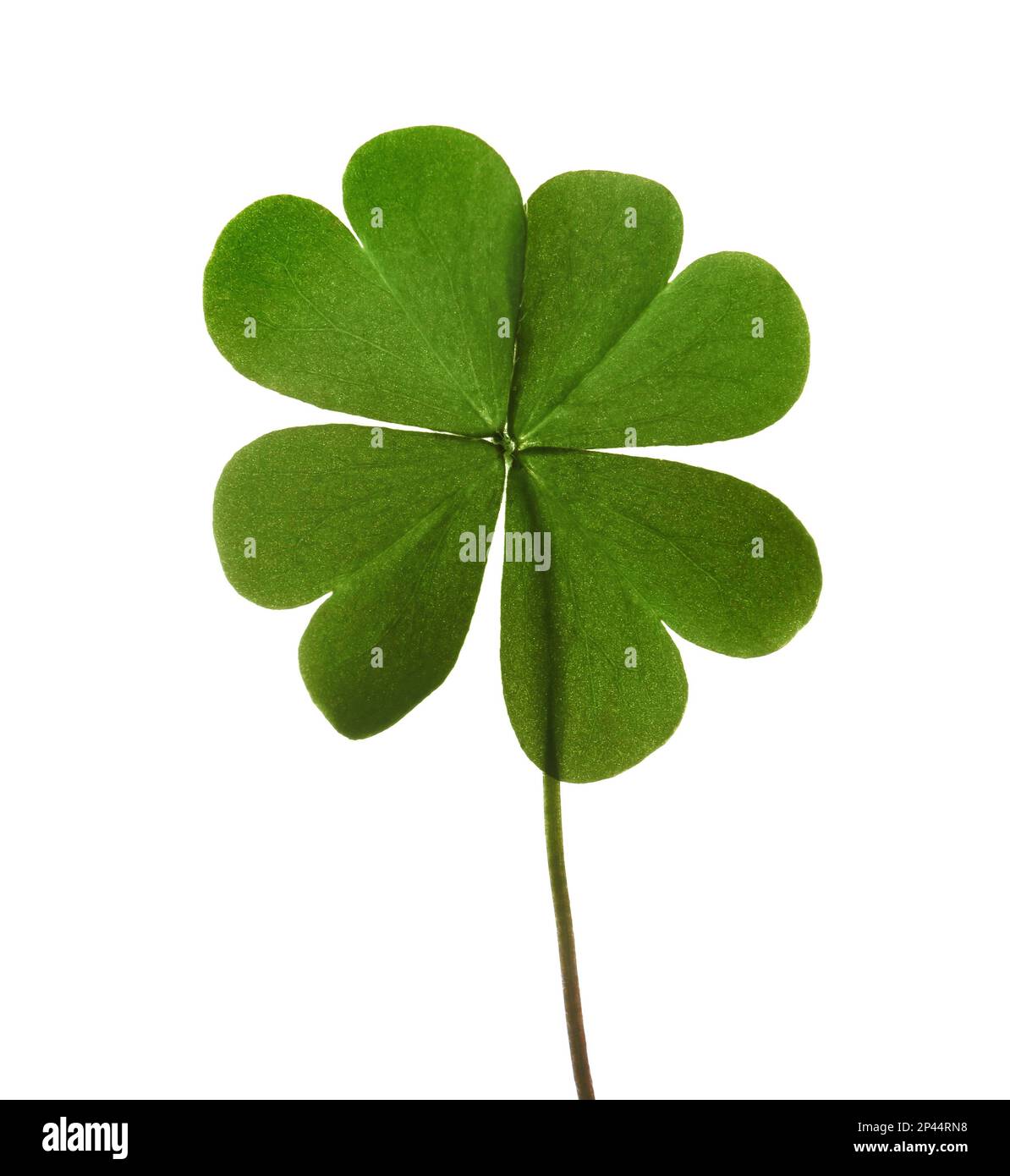 Real clover Cut Out Stock Images & Pictures - Alamy