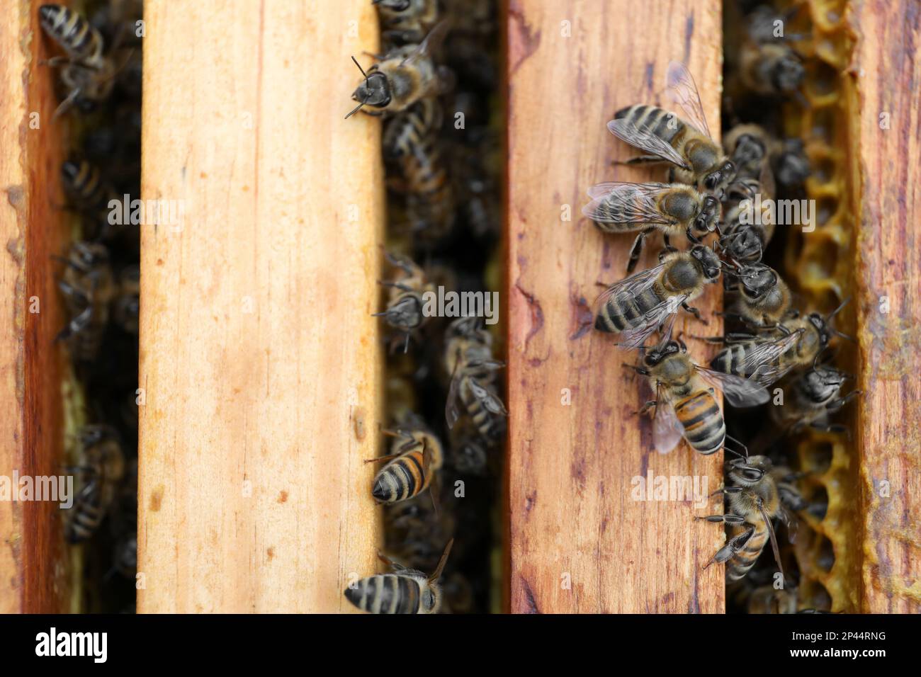 Top view working bee hi-res stock photography and images - Alamy