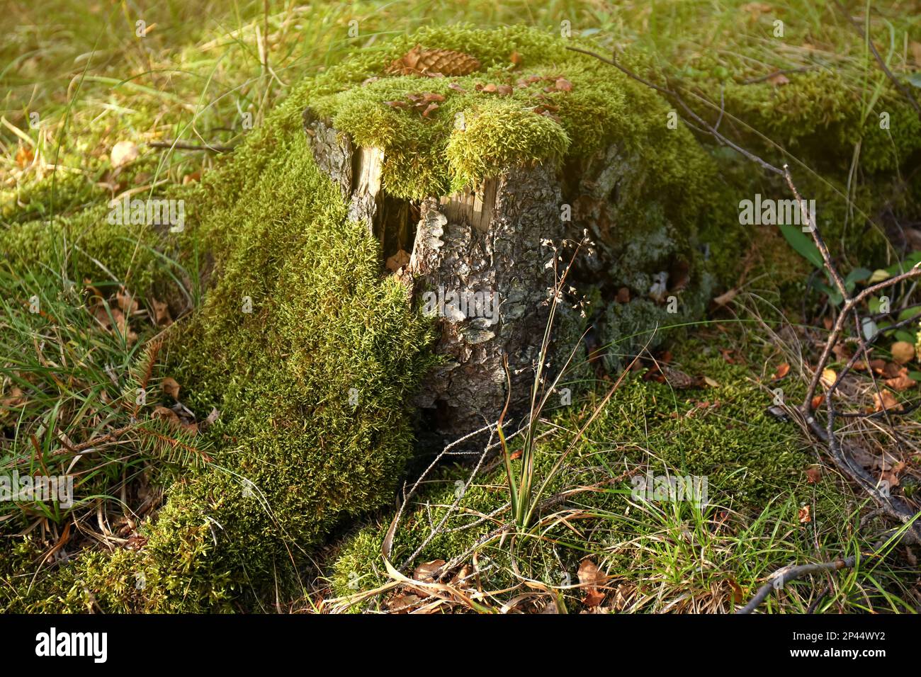 Green moss on tree stump in forest Stock Photo - Alamy