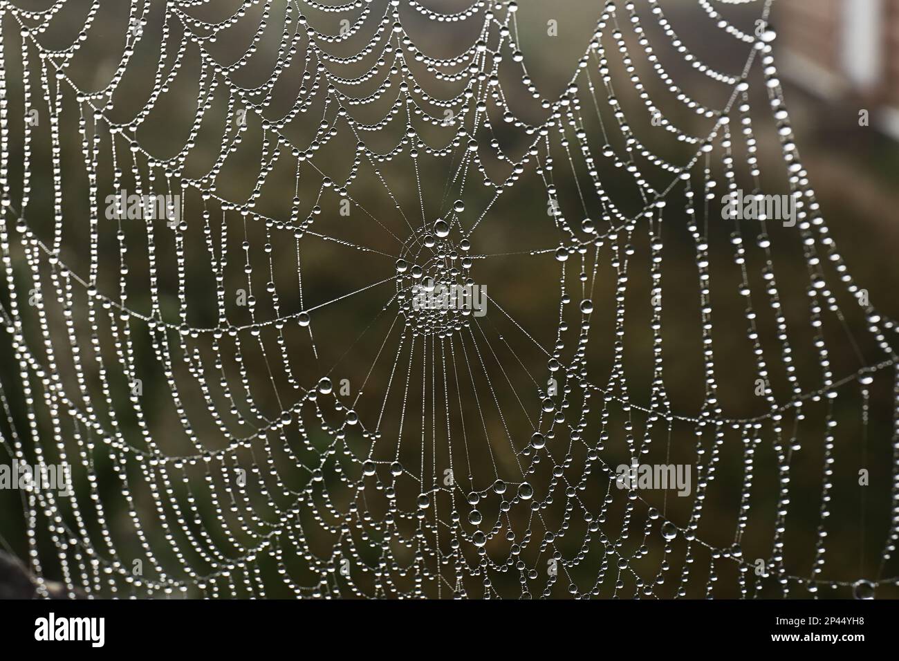 Beautiful spiderweb hi-res stock photography and images - Alamy