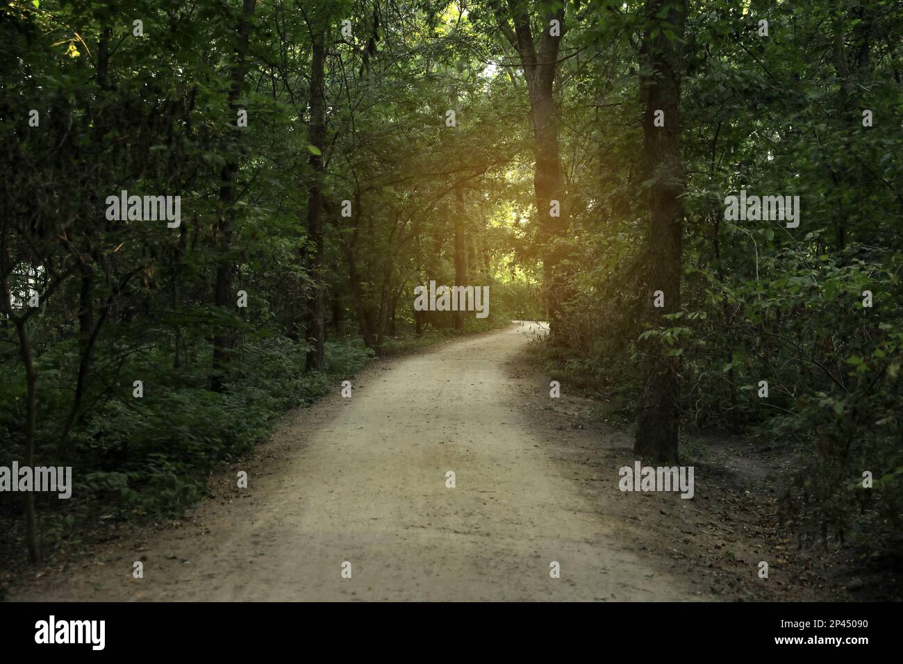 Pathway in park with green trees. Nature reserve Stock Photo - Alamy