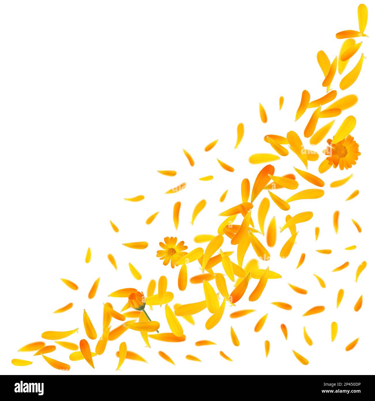 Beautiful calendula flowers and petals falling on white background ...