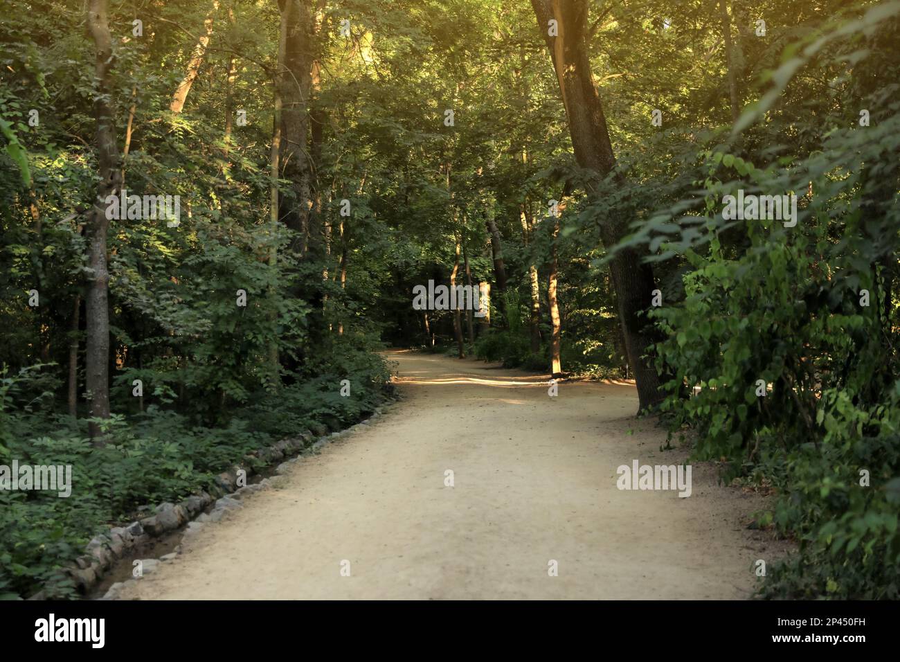 Pathway in park with green trees. Nature reserve Stock Photo - Alamy