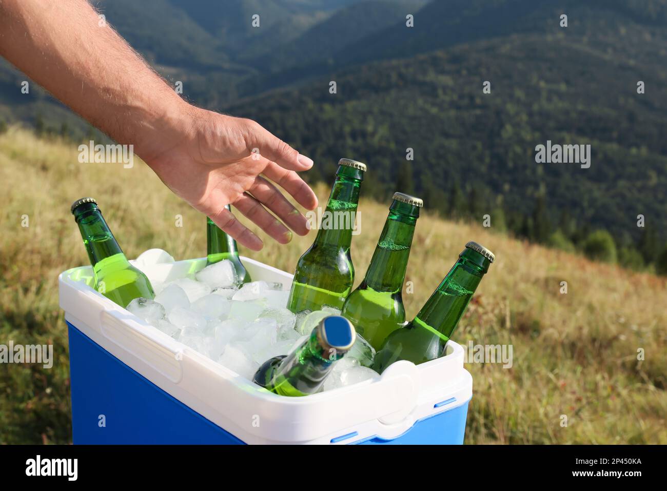 Man taking bottle of beer from cool box in nature, closeup Stock Photo ...