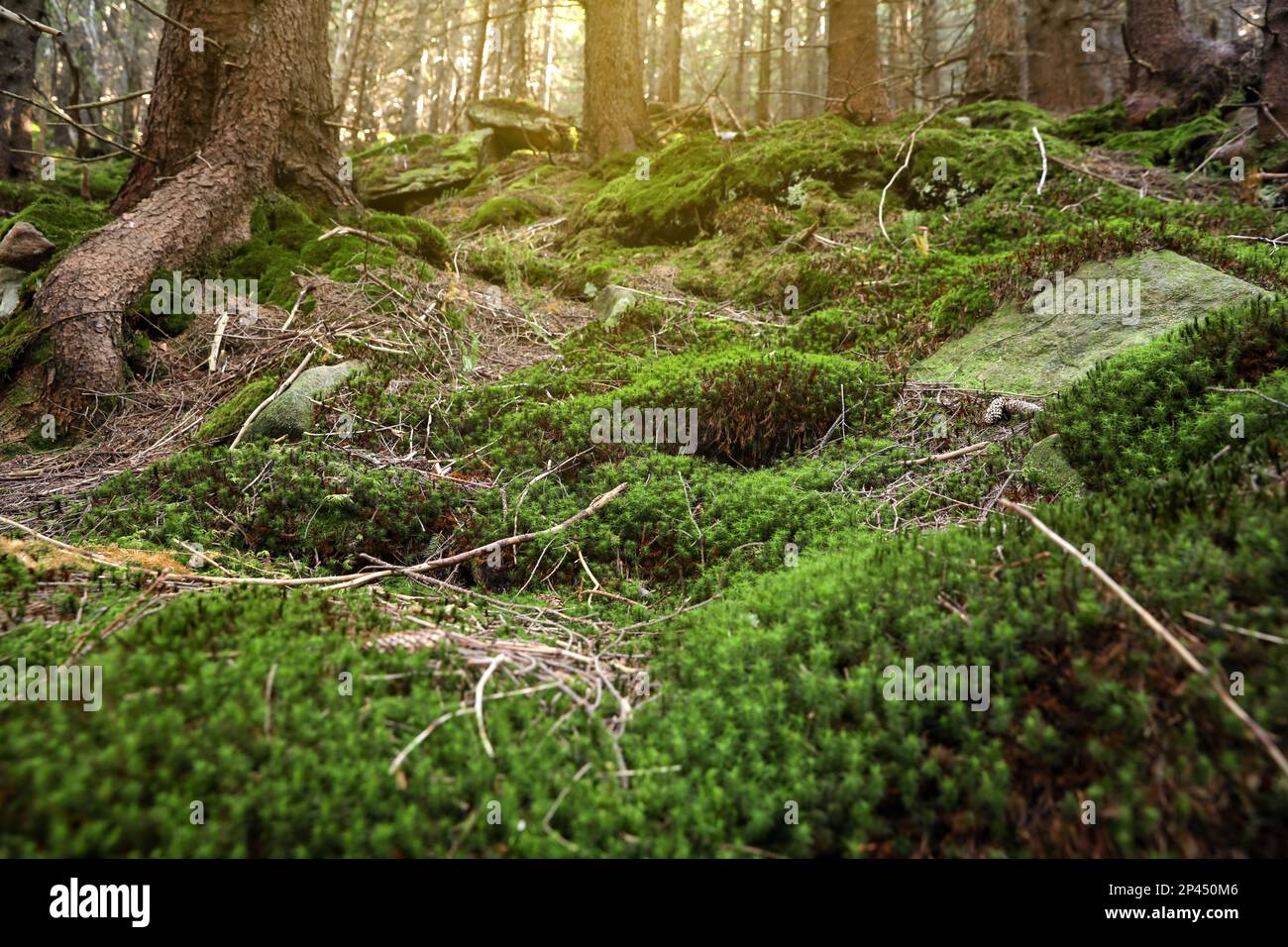 Ground covered with bright moss in forest Stock Photo - Alamy