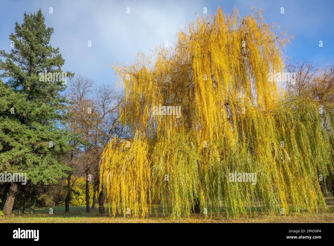 Autumn trees golden landscape, yellow forest in Balkans of Bulgaria ...