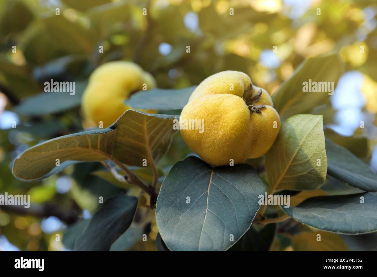 Quince tree branch with fruits outdoors, closeup Stock Photo - Alamy