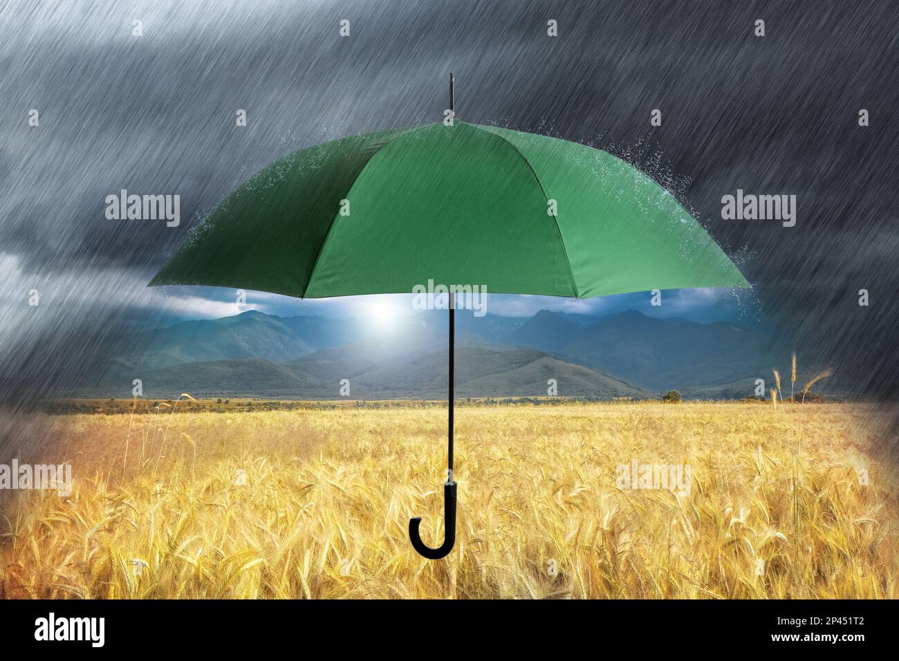 Open green umbrella under heavy rain in wheat field Stock Photo - Alamy