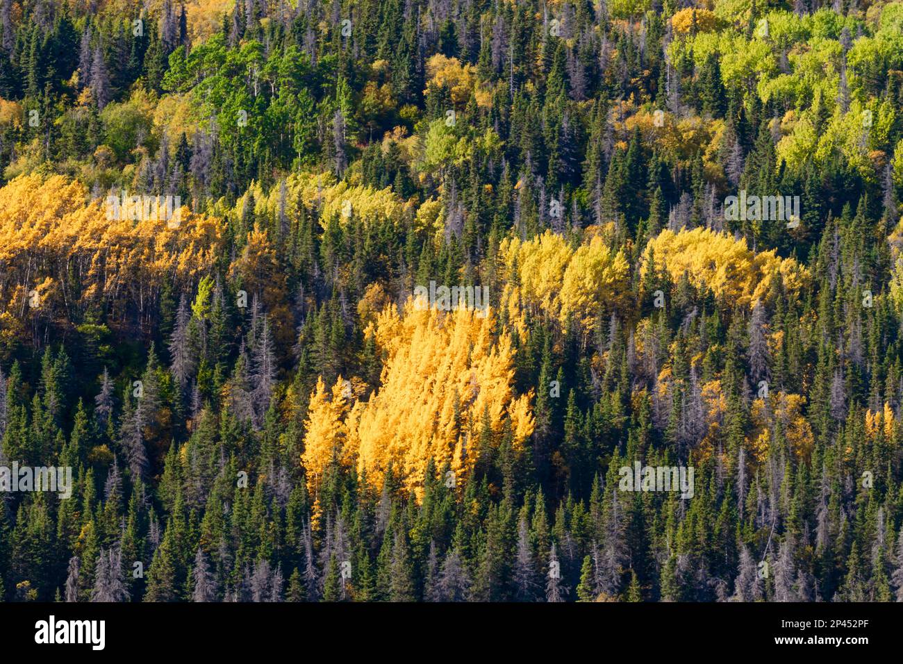 Boreal mountain hi-res stock photography and images - Alamy