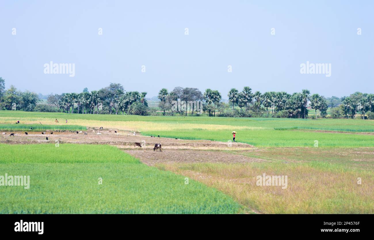 Green agriculture field landscape and trees lined up in the horizon ...