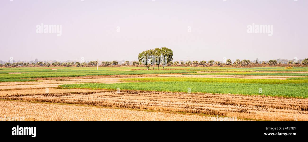 A tree on an agriculture field at a distance against blue sky ...