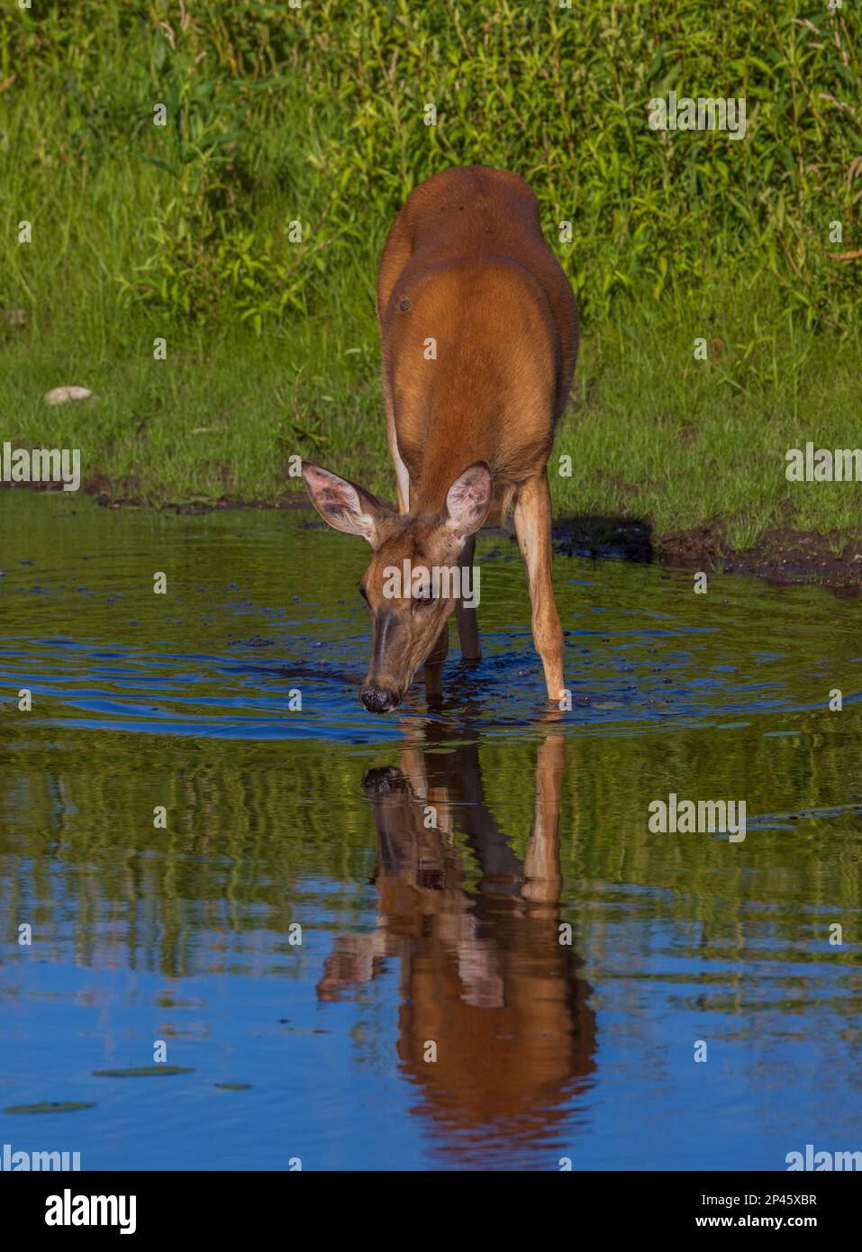 White-tailed doe drinking from a farmer's pond in northern Wisconsin ...