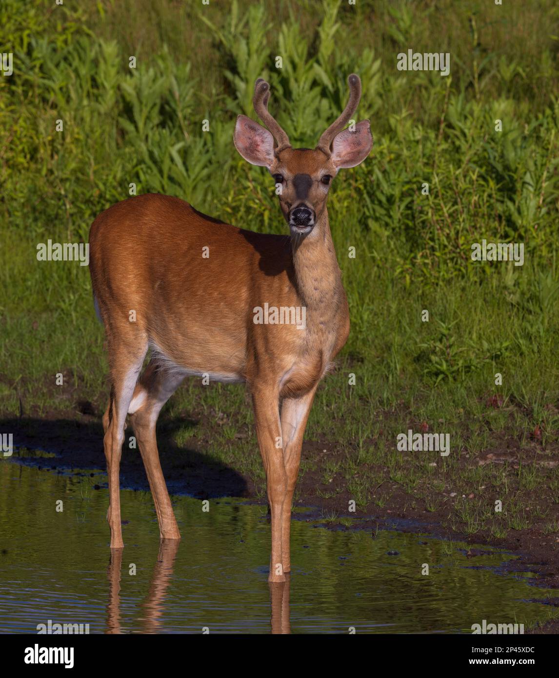 Whitetail deer buck standing in hi-res stock photography and images - Alamy