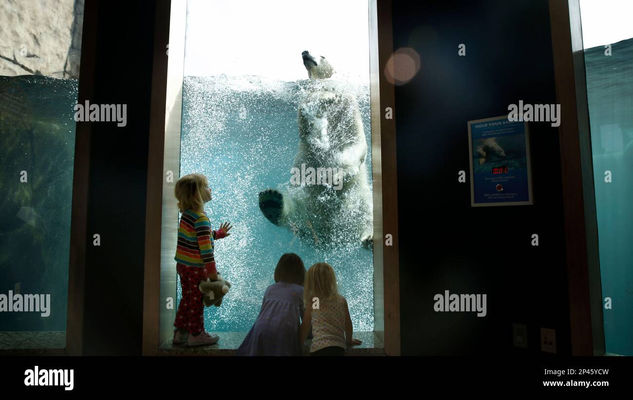 One of two new 2-year-old twin polar bears, Suka or Sakari, swims ...