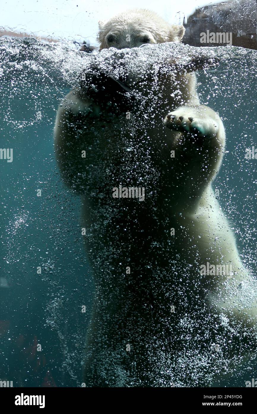 One of two new 2-year-old twin polar bears, Suka or Sakari, swims ...